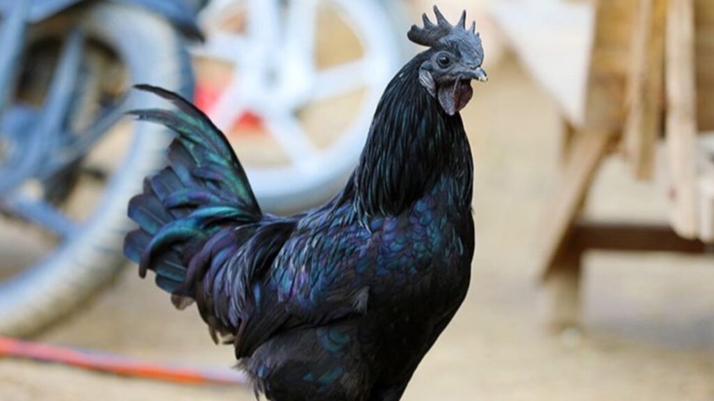 Top 10 Health Benefits of Kadaknath Chicken