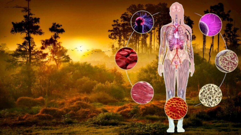 Understanding Ayurveda's 7 Dhatus: A Comprehensive Introduction"