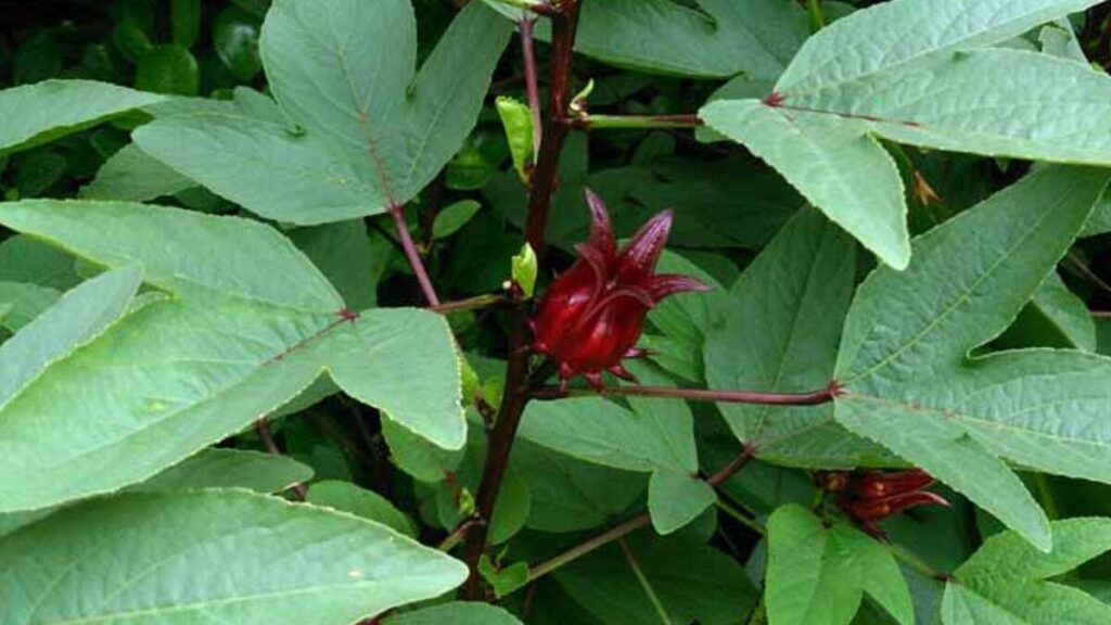 Ambadi Bhaji: The Vegetable Leaves With Many Health Benefits