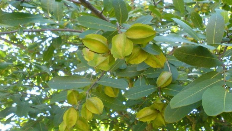 Arjuna (Neermaruthu) Tree Benefits & Use of Bark,Extracts,Powder