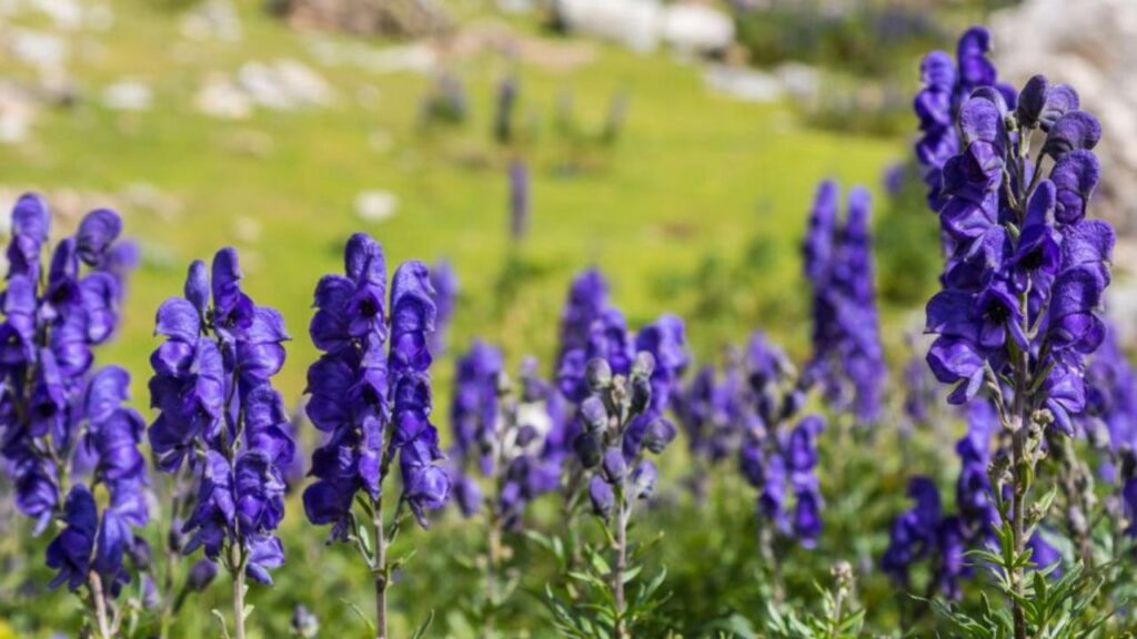 Ativisha: Ayurvedic Health Benefits, Uses and Dosage