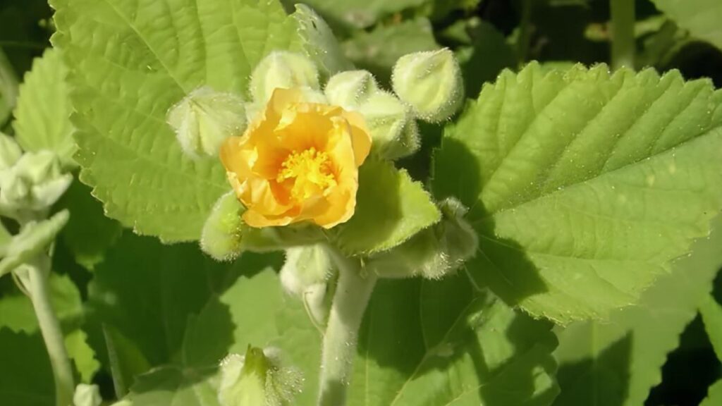 Arjuna Tree: Benefits and Uses of Bark, Extracts and Powder