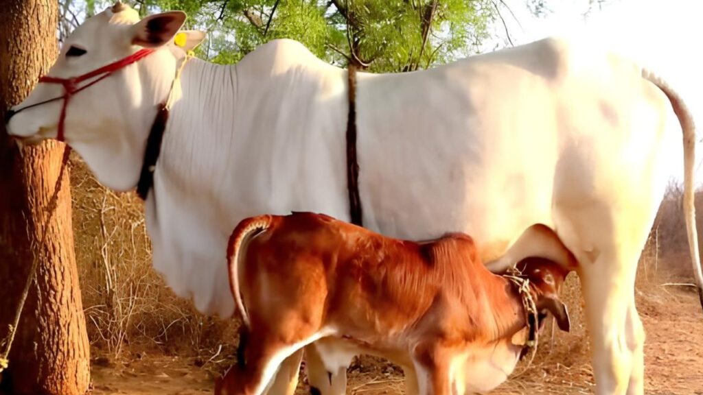 Mirgi in English: Epilepsy and Ayurveda Approaches to Treatment