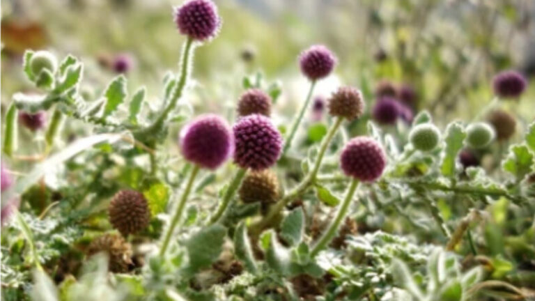 Gorakhmundi Plant (Sphaeranthus Indicus) Health Benefits & Uses