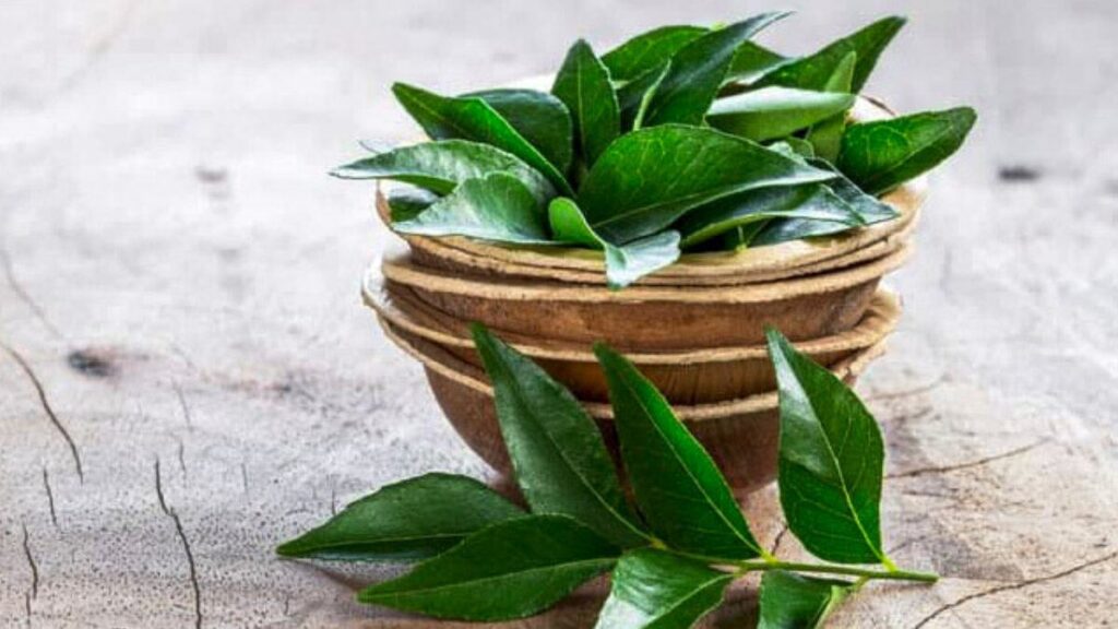 Kadi Patta in English: Uses, Benefits, Side Effects, Beyond