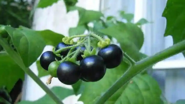 Kakamachi (Solanum Nigrum) and Its Ayurvedic Benefits