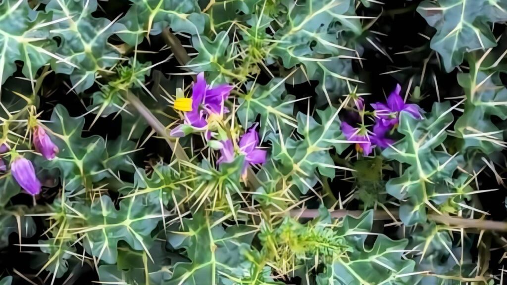 Kantakari (Solanum xanthocarpum): A Vital Ayurvedic Herb
