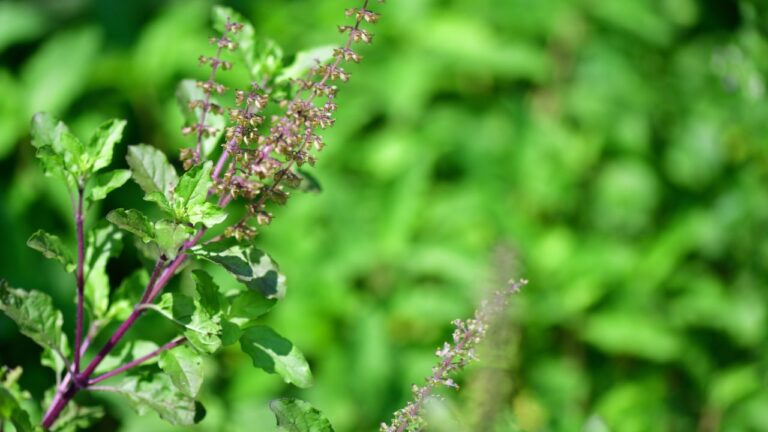 Kakamachi (Solanum Nigrum) and Its Ayurvedic Benefits