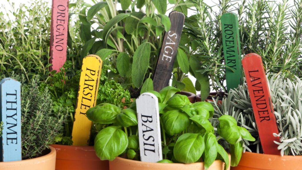 Lajwanti Plant: An Ancient Herbal Wonder for Health and Beauty