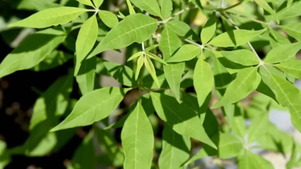 Nirgundi: Benefits, Uses, Side Effects–A Comprehensive Guide