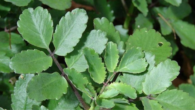 Patharchatta Plant: Benefits, How To Use Patharchatta Leaves?