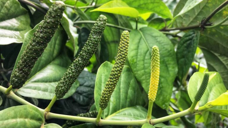 Pippali Churna: Uses, Benefits, and How to Take It