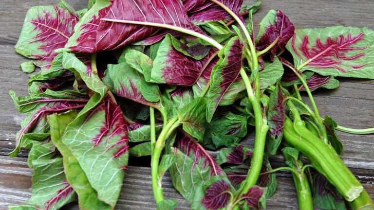 Top 10 Health Benefits Of Eating Amaranth Leaves