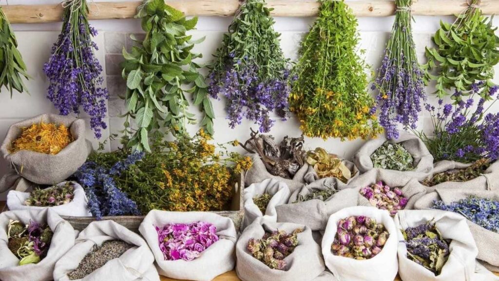 Top 10 Medicinal Uses of Neem Tree, Leaves, Oil in Ayurveda