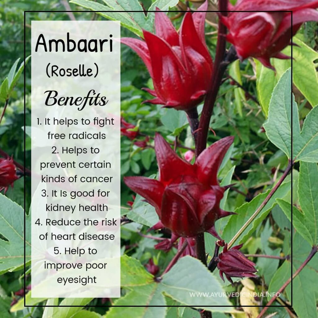 Ambadi Bhaji: The Vegetable Leaves With Many Health Benefits